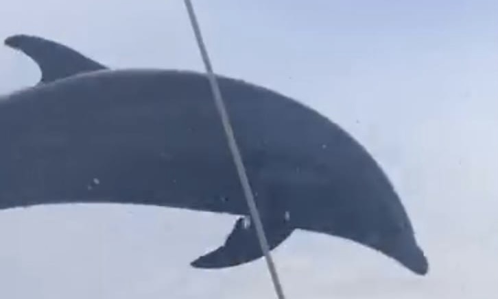 DELFÍN SALTA DENTRO DE CATAMARÁN EN COZUMEL / VIDEO | Jaime Farias Informa